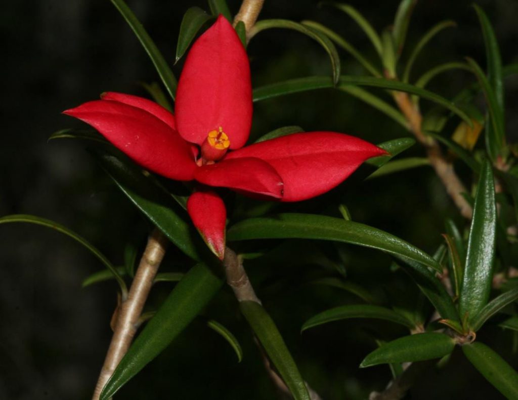 IUCN Cuban Plant Specialist Group – A group dedicated to the ...